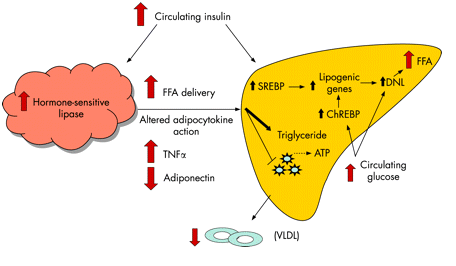 Does omega-3 increase fatty liver?