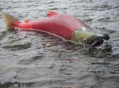 Does Pacific salmon have radiation?