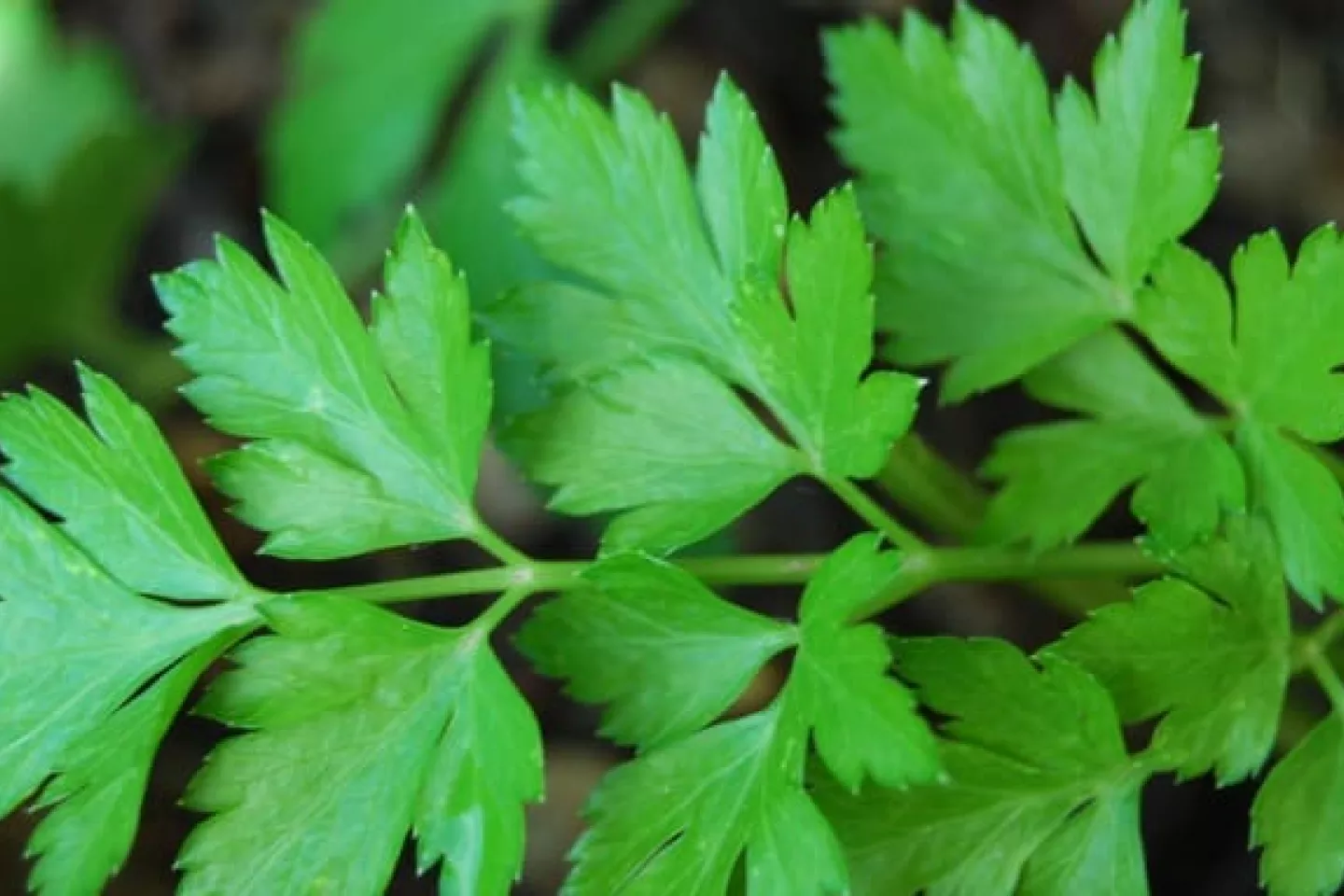 Does parsley add flavor or is it just a garnish?