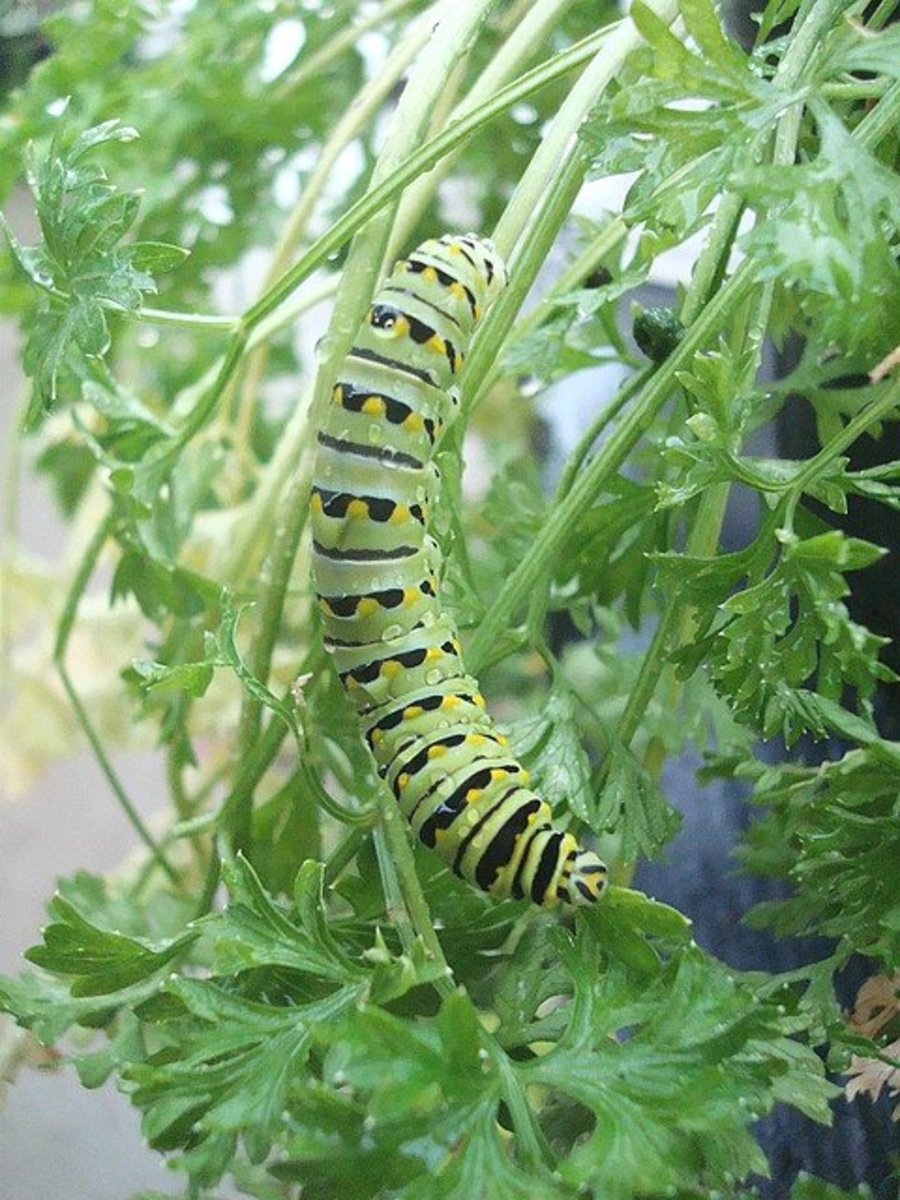 Does parsley get rid of bugs?