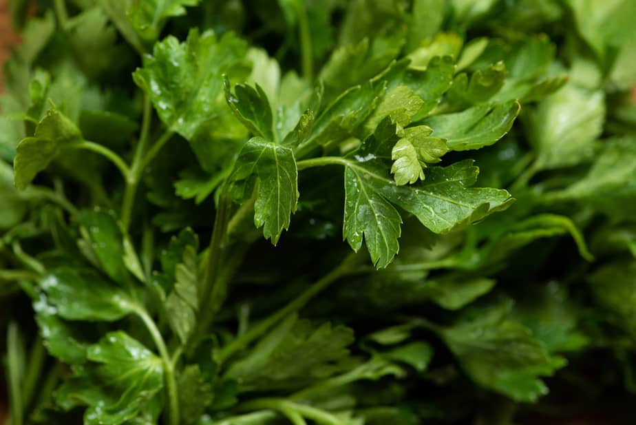 Does parsley need a lot of watering?