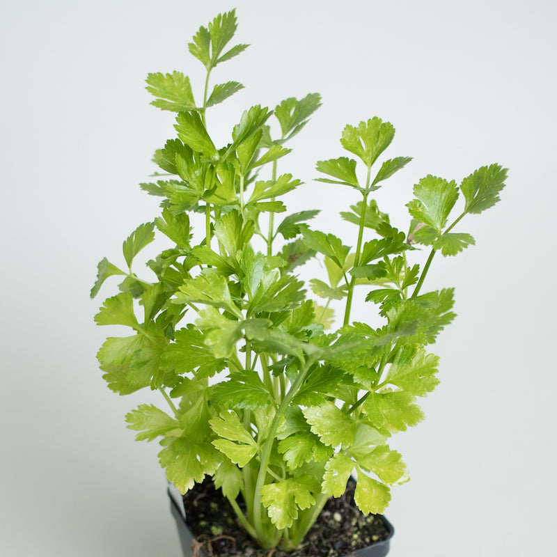 Does parsley plant last forever?