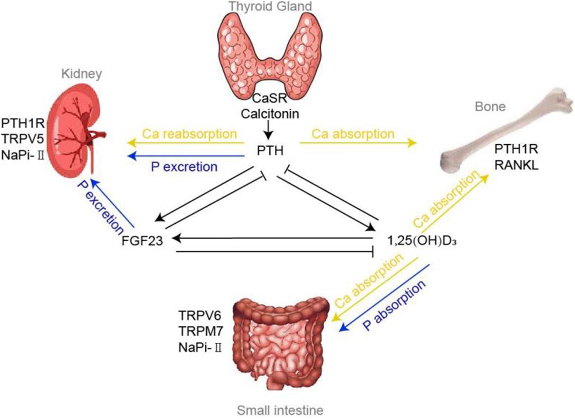 Does phosphorus interfere with calcium?