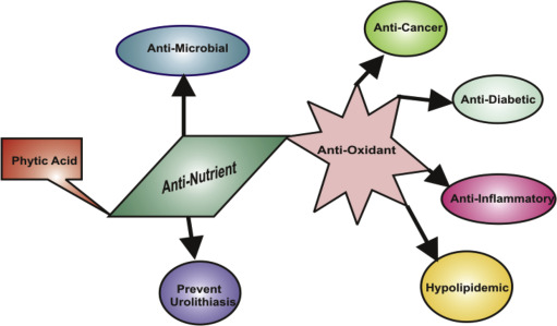 Does phytic acid reduce iron absorption?