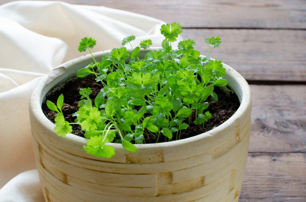 Does potted parsley grow back?