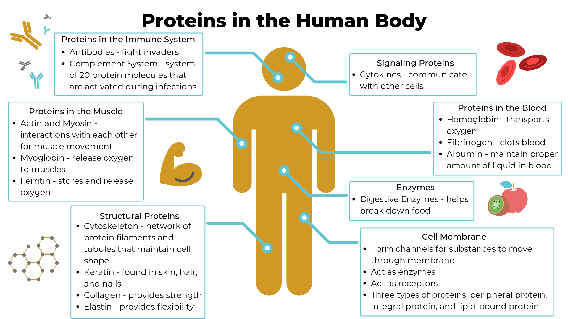 Does protein get stored in the body?