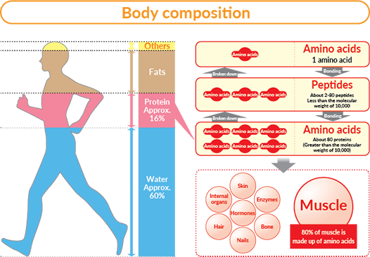 Does protein give your body structure?