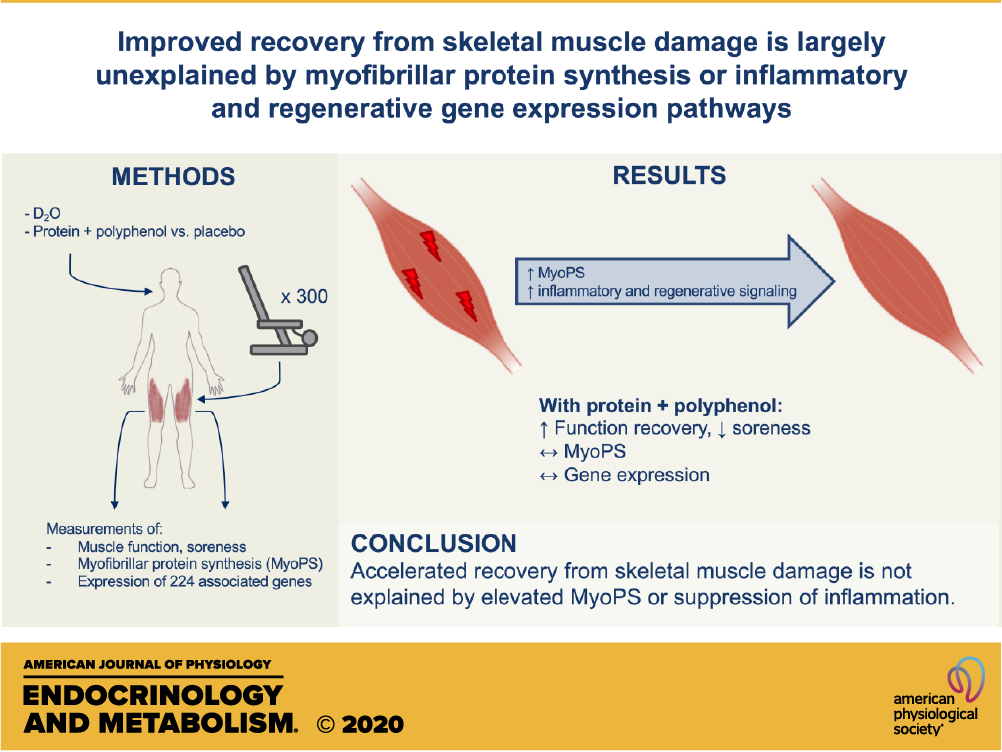 Does protein help repair muscle damage?