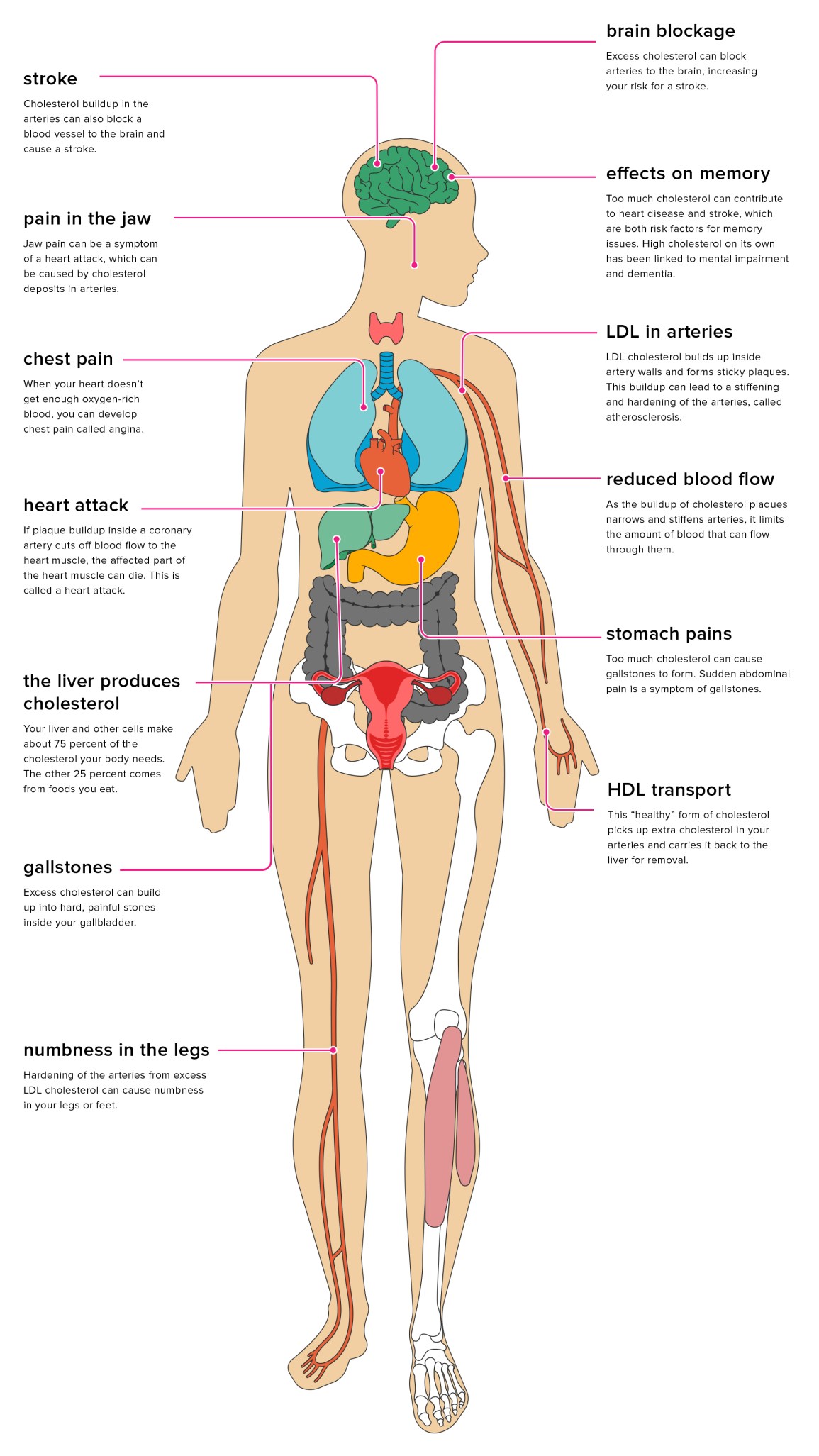 Does protein intake affect cholesterol levels?