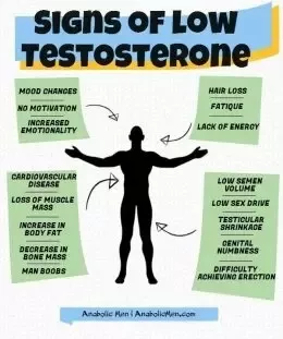 Does protein powder cause increase in testosterone?