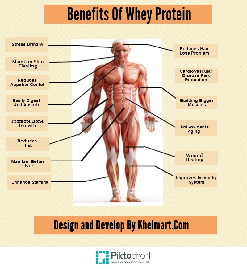 Does protein powder increase stamina?