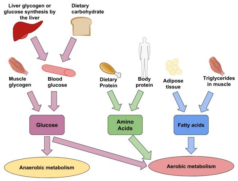 Does protein provide fuel?