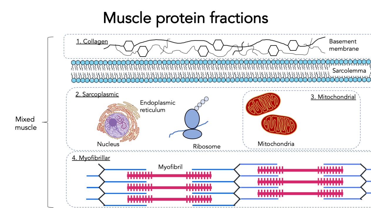 Does protein synthesis lead to muscle growth?