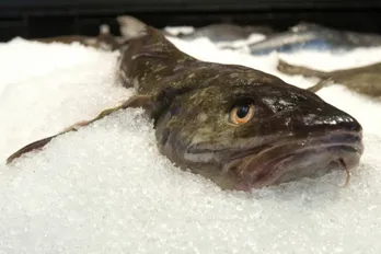 Does raw catfish have a smell?