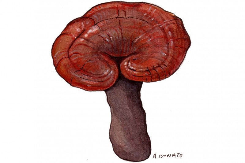 Does reishi mushroom interfere with chemotherapy?