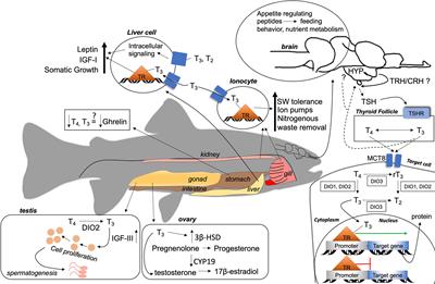 Does salmon affect thyroid?