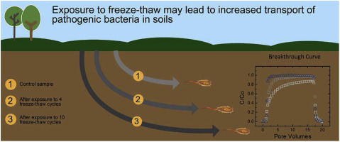 Does Salmonella survive freezing?