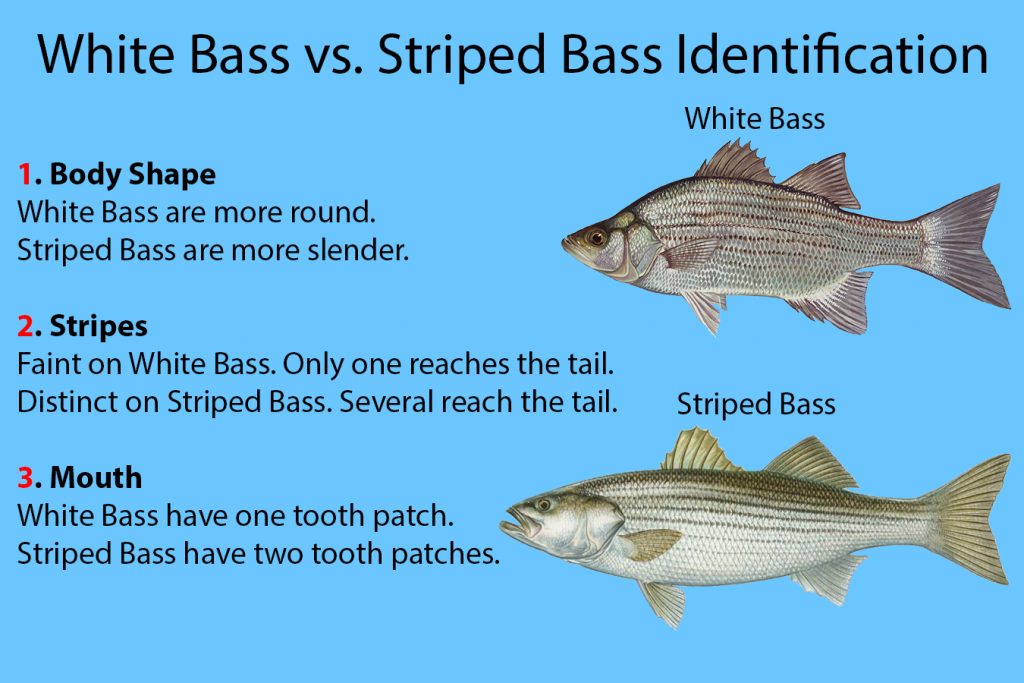 Does sea bass and striped bass taste the same?