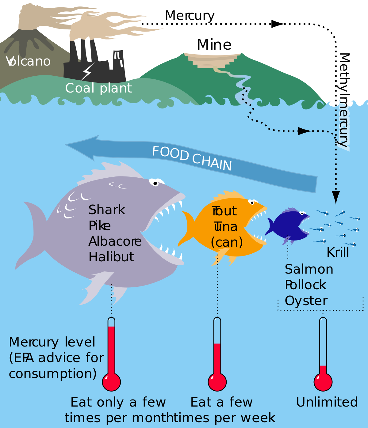 Does shellfish have more mercury than fish?