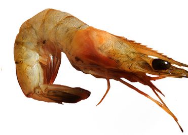 Does shrimp count as a fish?