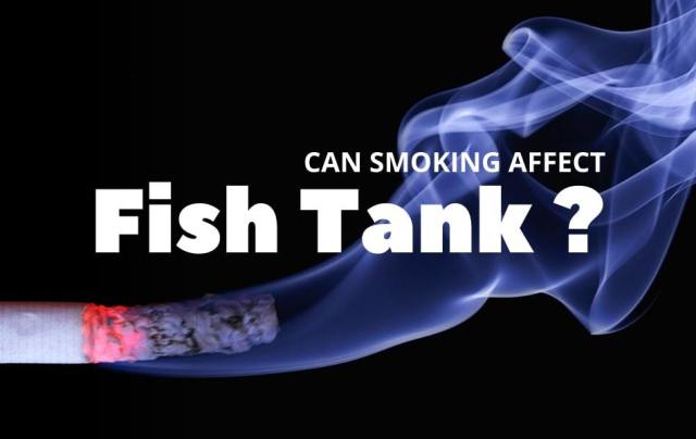 Does smoke affect fish?
