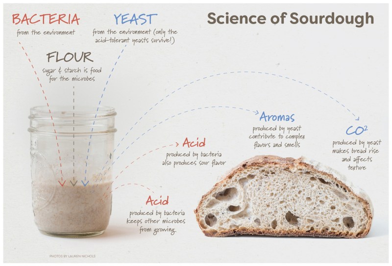 Does sourdough bread have good bacteria?