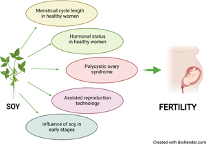 Does soy affect menstrual cycle?