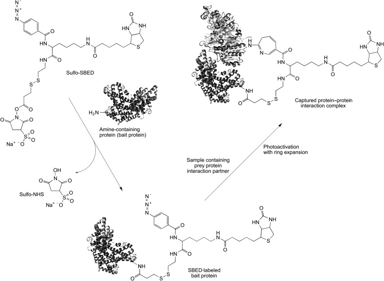 Does soy contain enzyme inhibitors?