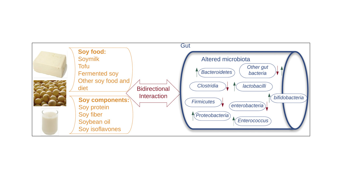 Does soy interact with the gut microbiota?