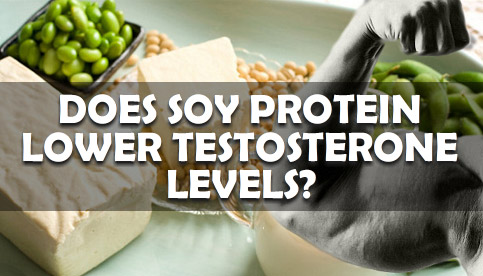 Does soy protein lower testosterone?