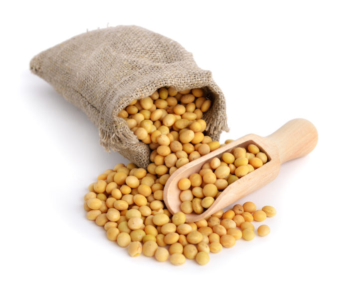 Does soybeans make you fat?