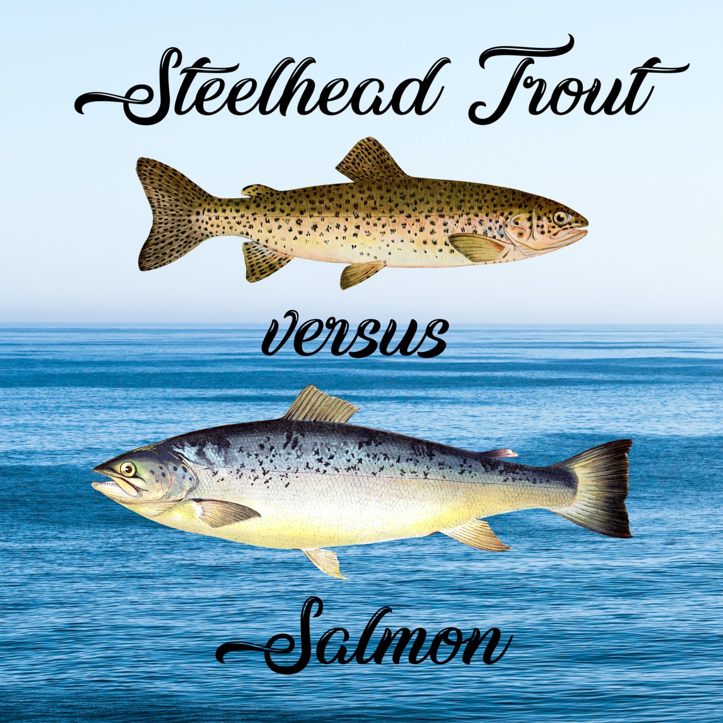 Does Steelhead taste like salmon or trout?