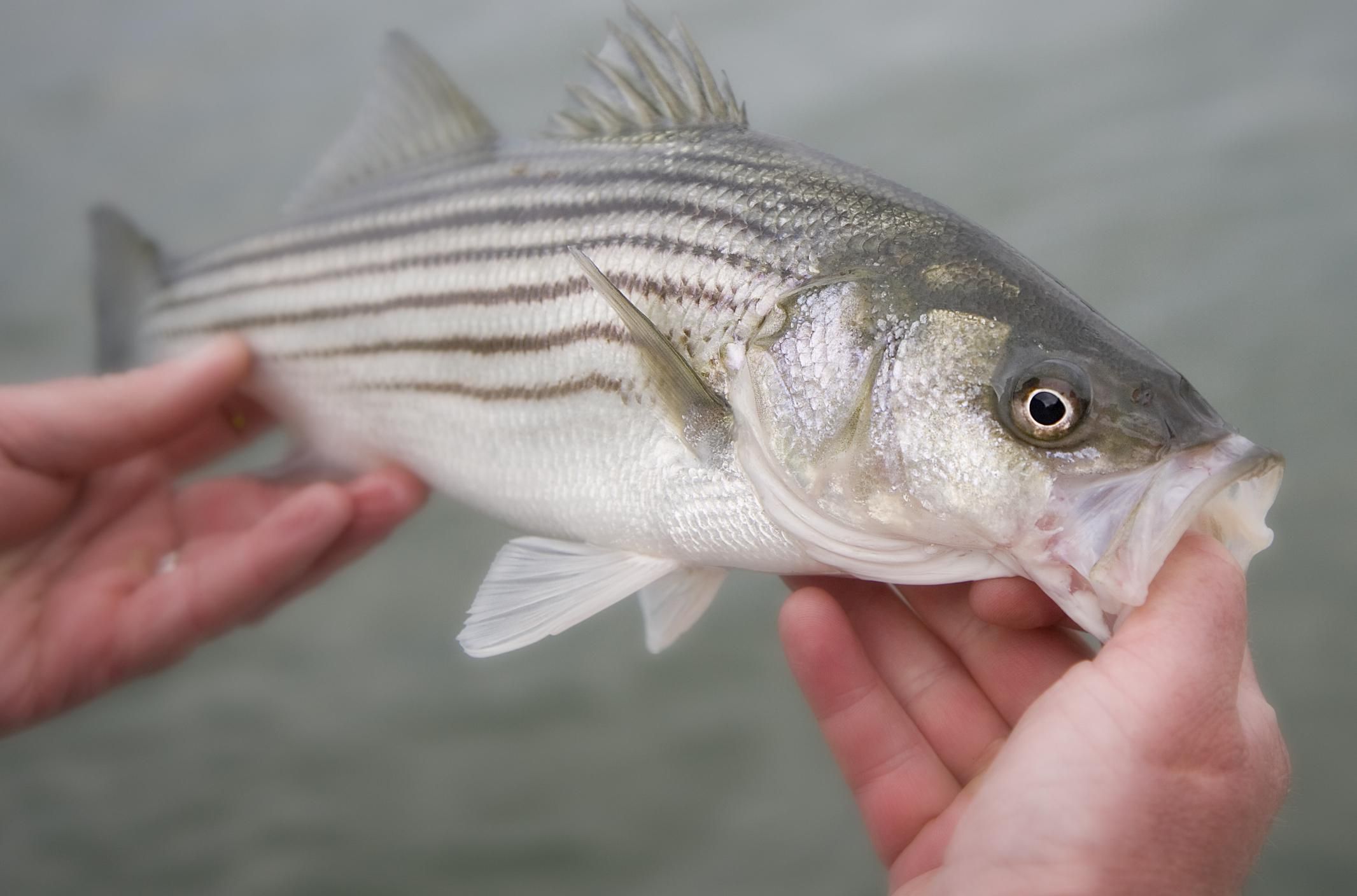 Does striped bass taste like sea bass?