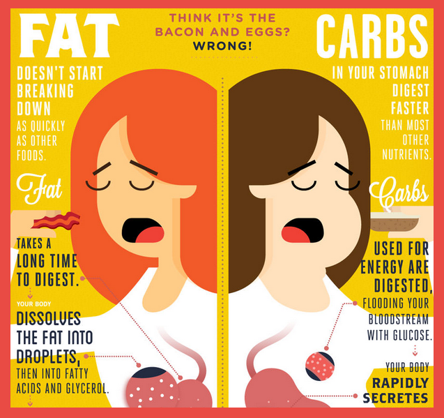 Does the body use fat or protein first?