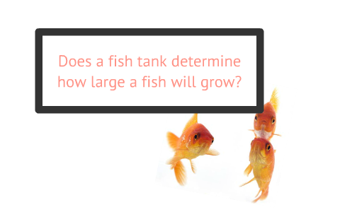 Does the size of a fish tank determine how large a fish will grow scientific method?