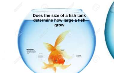 Does the size of a fish tank determines how large a fish will grow?