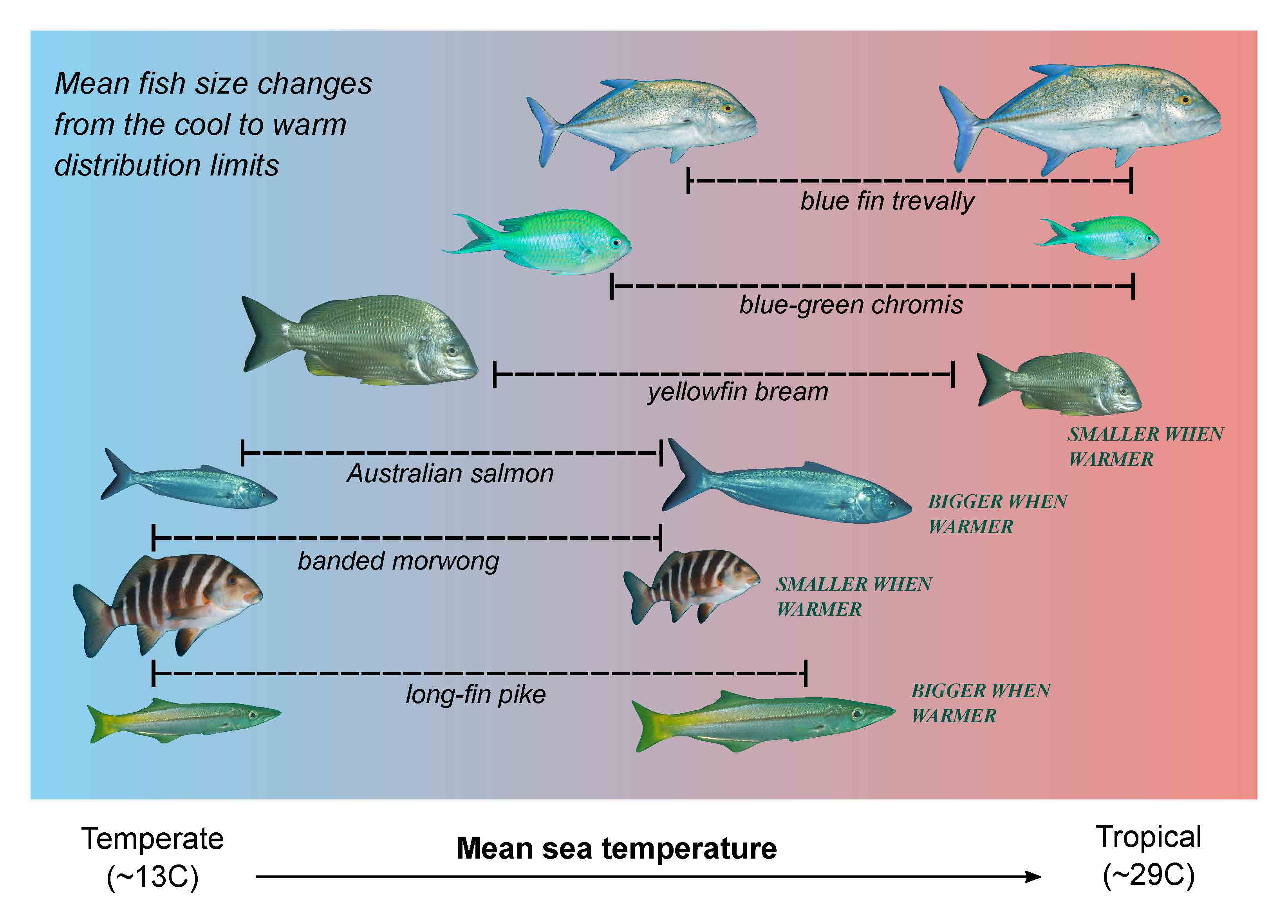 Does the temperature affect the fish size?