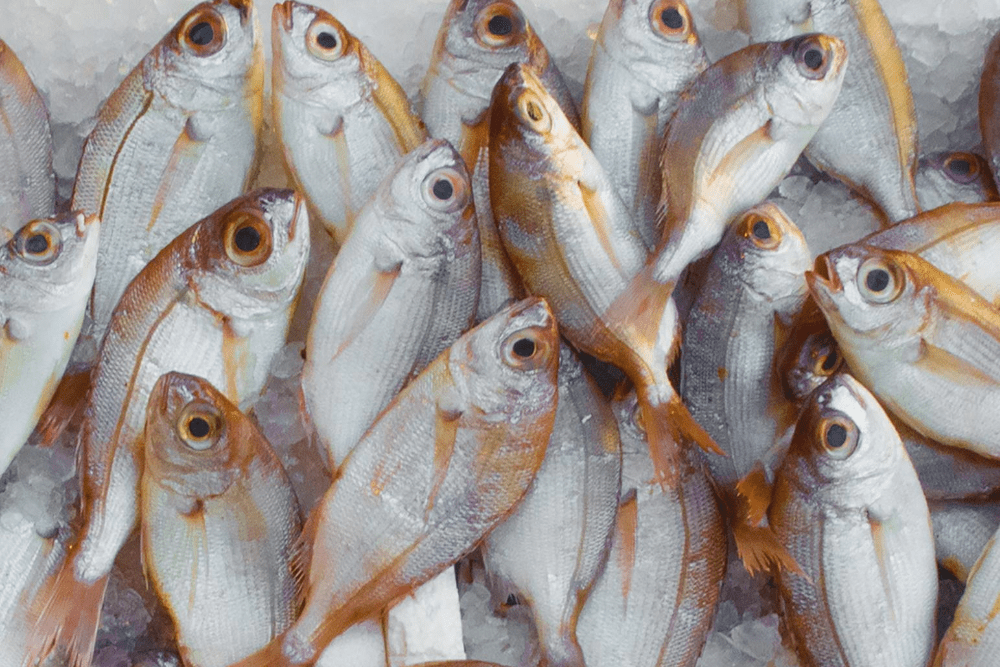 Does the way your fish is sourced make a difference?