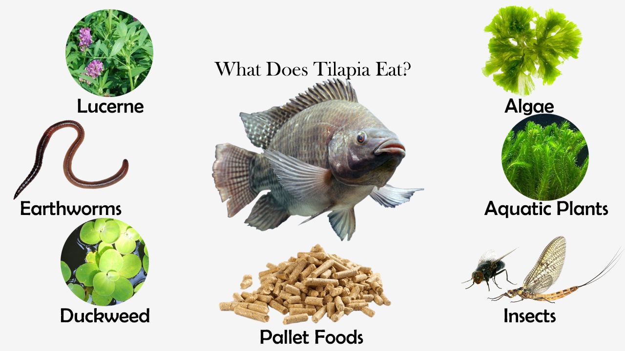 Does tilapia eat meat?