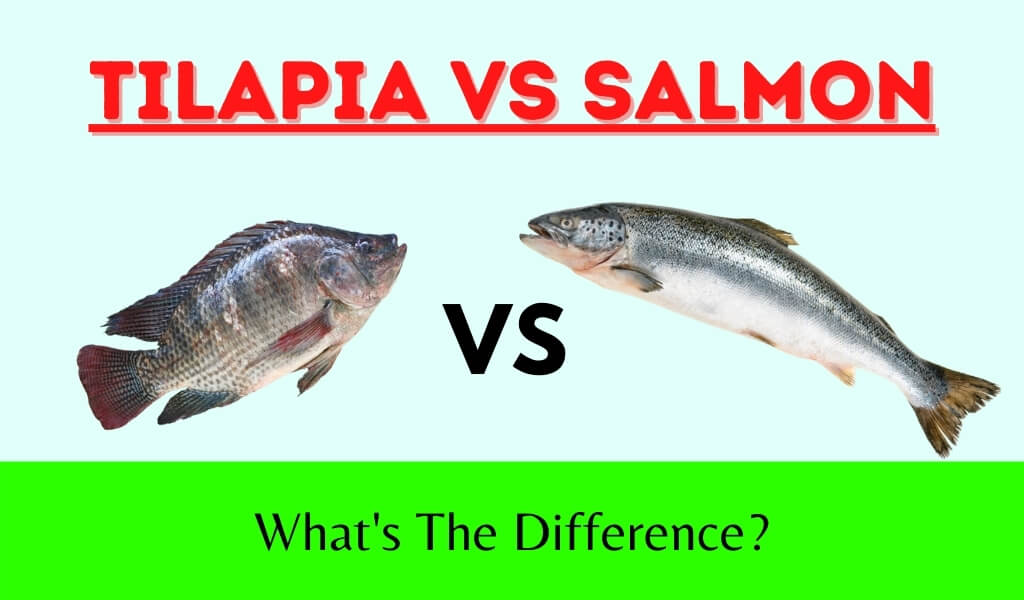 Does tilapia have more protein than salmon?