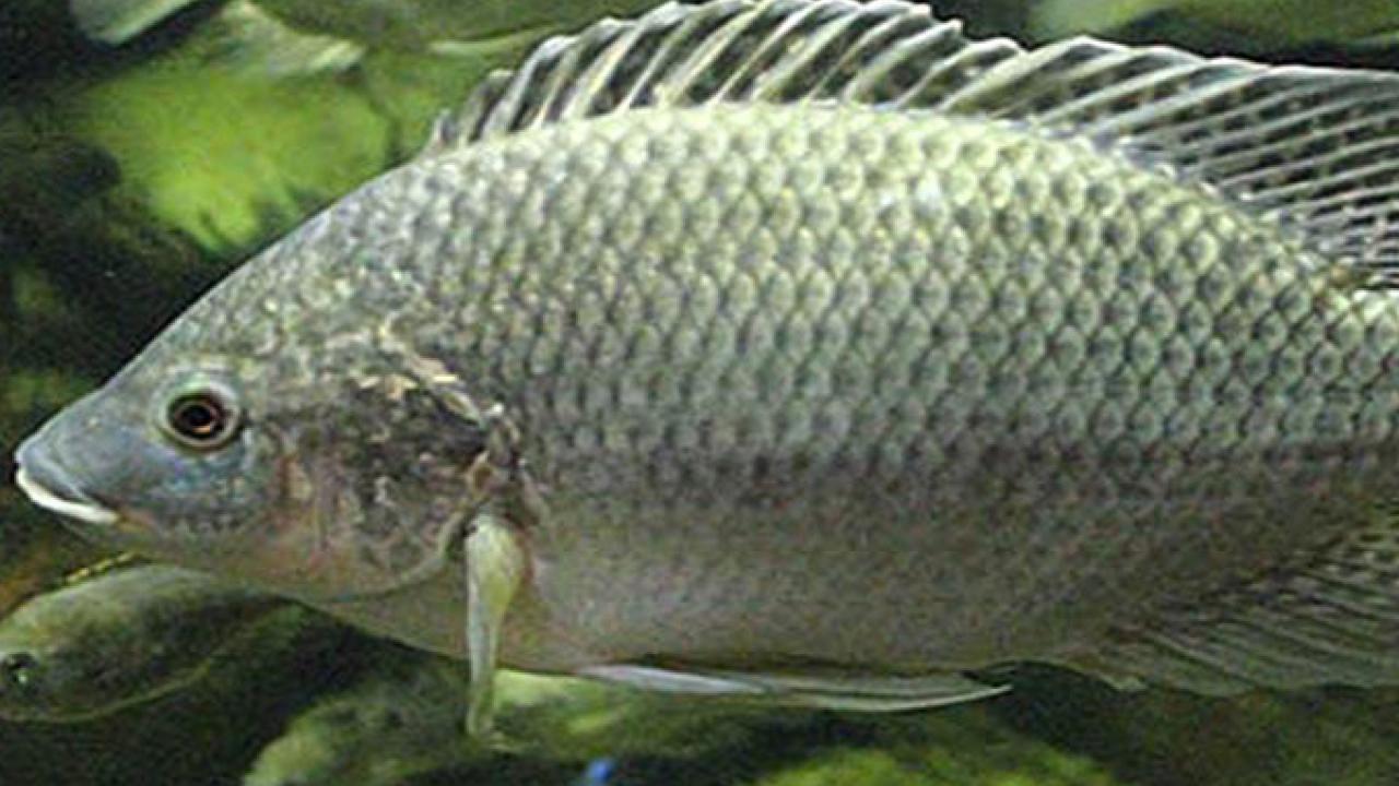 Does tilapia live in the sea?
