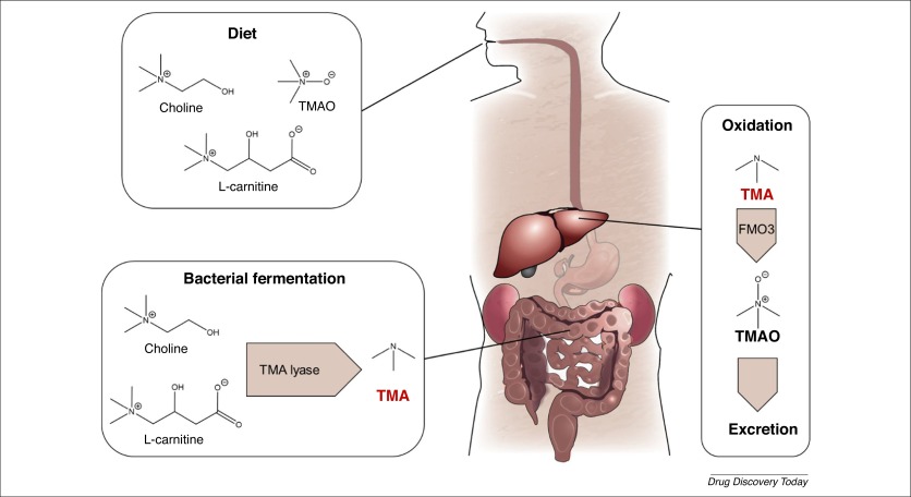 Does trimethylamine go away?