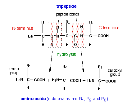 Does trypsin contain amino acids?