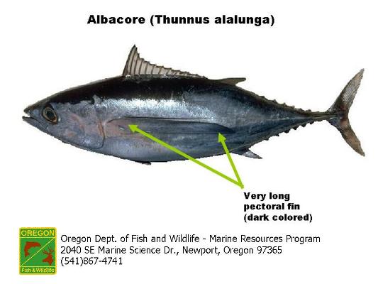 Does tuna have swim bladder?