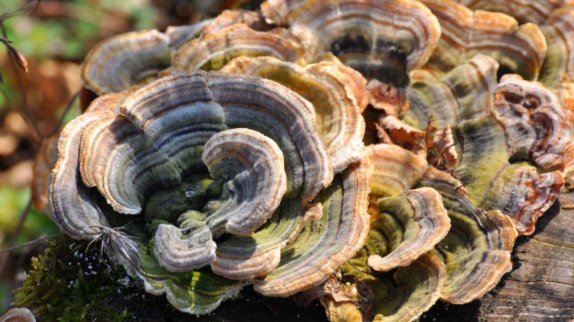 Does turkey tail increase white blood cells?