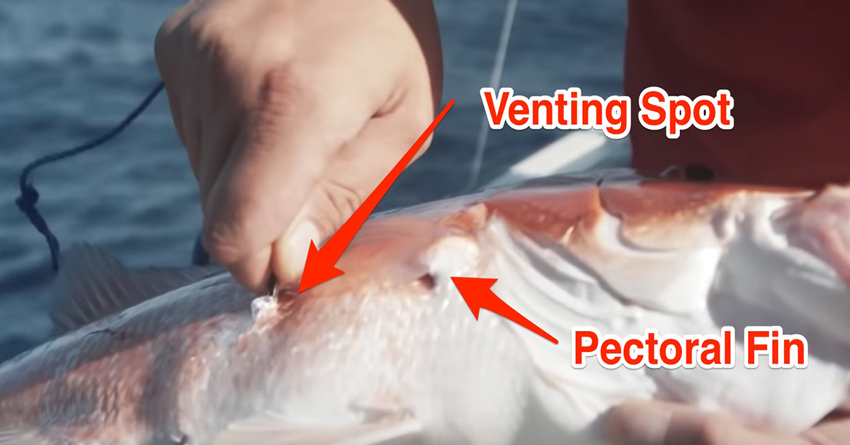 Does venting hurt fish?