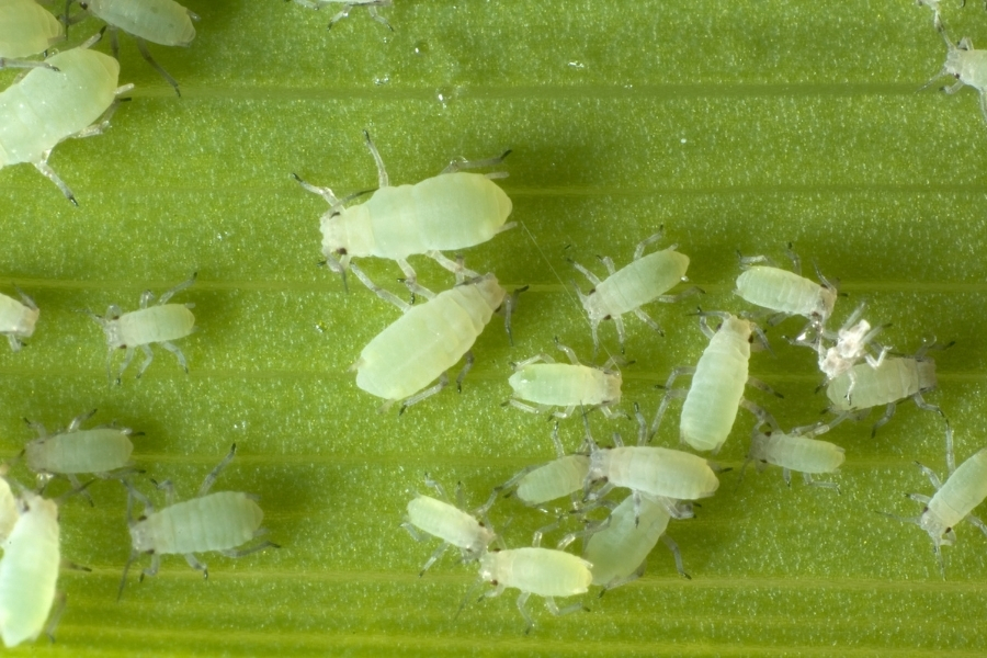 Does vinegar keep aphids away?