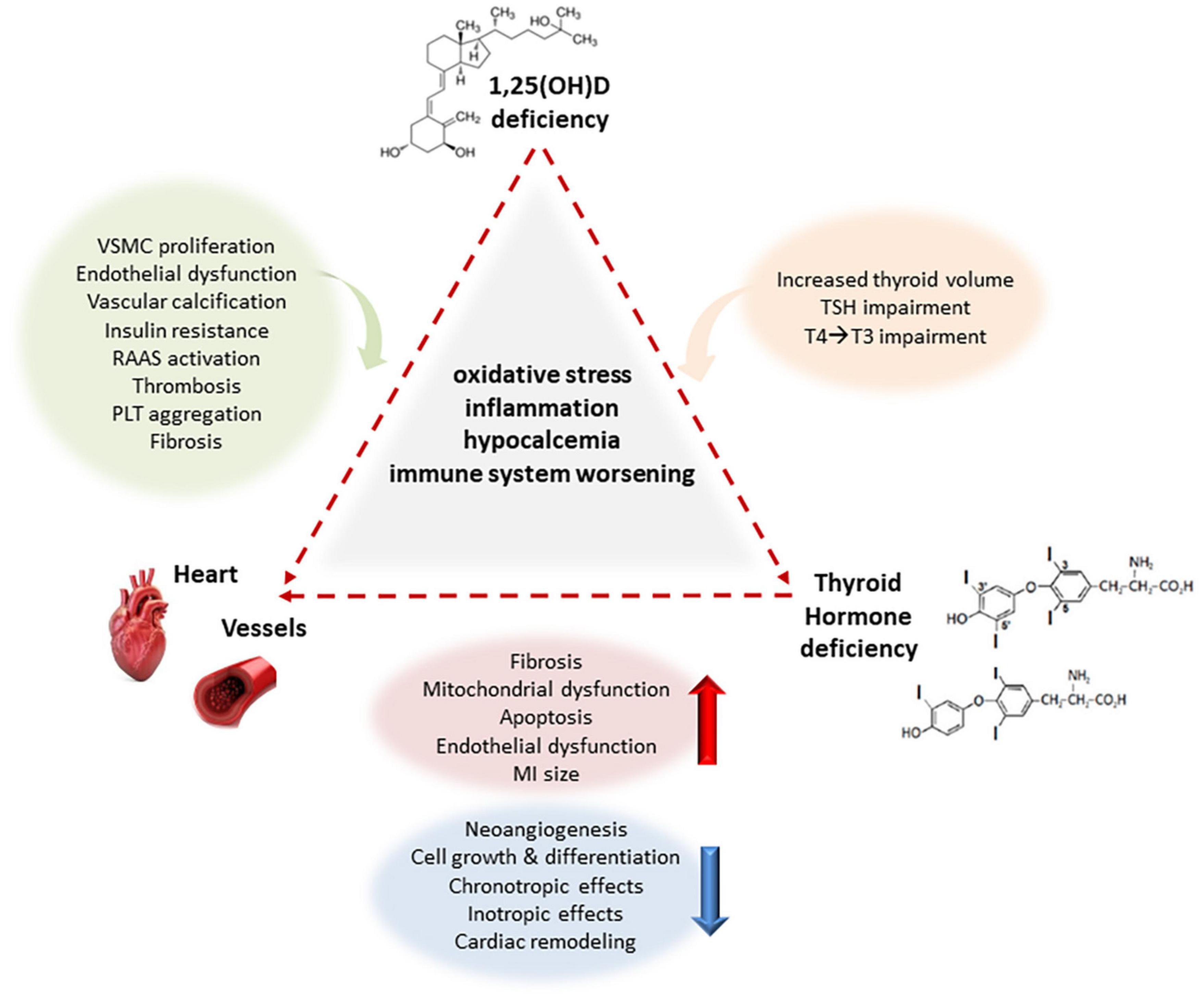 Does vitamin D affect thyroid medication?