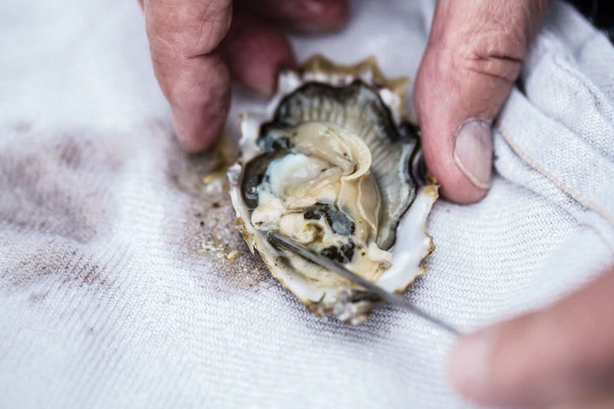 Does Washington have good oysters?