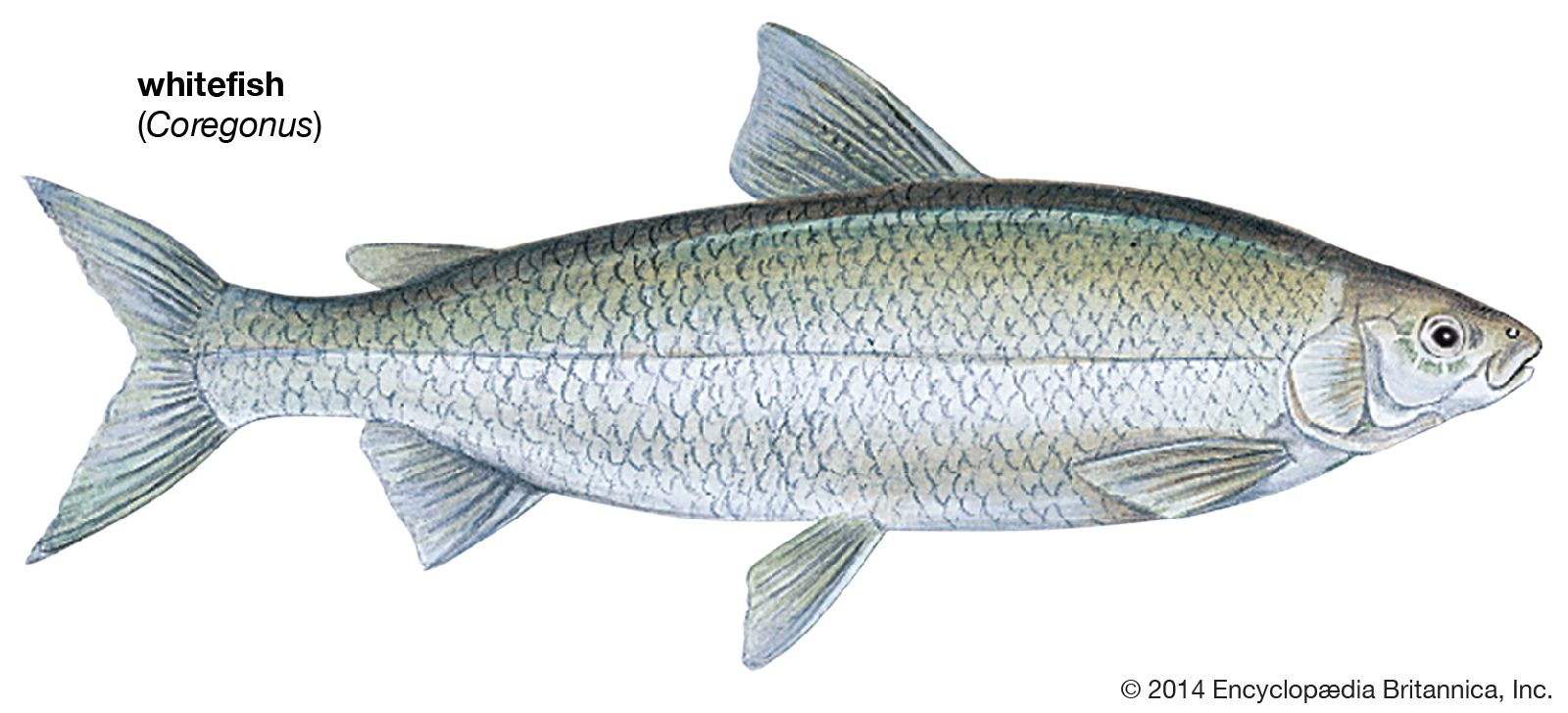 Does whitefish have scales and fins?